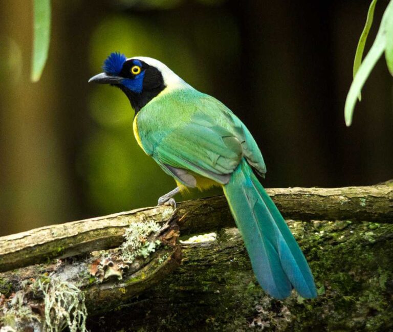 Aves de Colombia que puedes ver mientras viajas - Puros Viajes